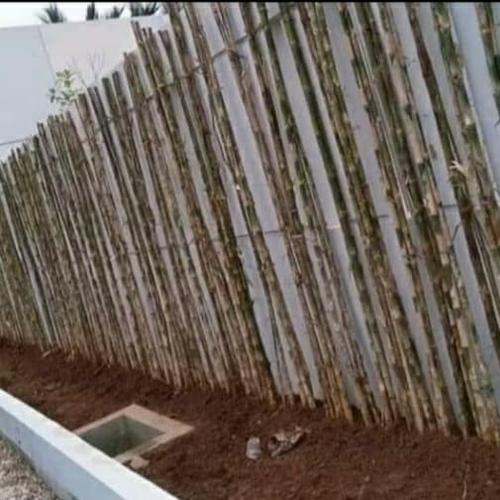 Jual Bambu Jepang/ Pohon Bambu Jepang - Kab. Bogor - Nayla Taman ...