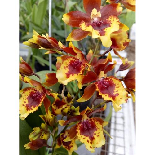 Jual Anggrek oncidium chameleon colorful lake - Kab. Bogor - Reika ...