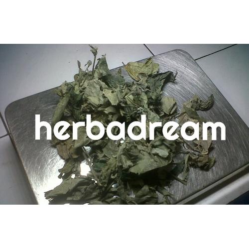 Jual DAUN KEJI BELING NGUKILO/PECAH BELING/KECI BELING KERING - Kota ...