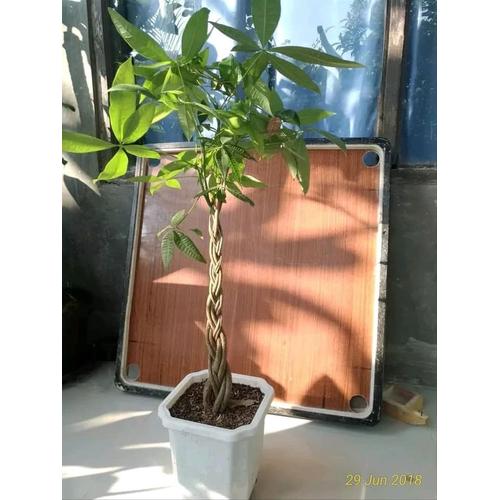 Jual tanaman indoor-tanaman outdoor Tanaman Hias Pachira - Pacira ...
