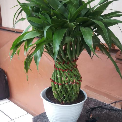 Jual tanaman hias bambu hoki botol + pot puti tawon - Jakarta Utara ...