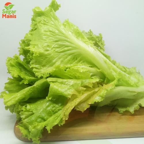 Jual Daun Selada 500 gram [Segar Manis Mart] - Jakarta Timur ...