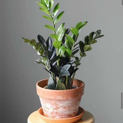 Jual Pohon zamia dolar - tanaman hias zamia dolar - Jamia dollar - Kab ...