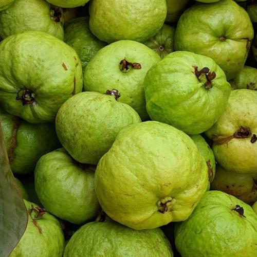 Jual BUAH JAMBU KRISTAL SEGAR DAN MANIS 1 KG - Jakarta Selatan - Keanu ...