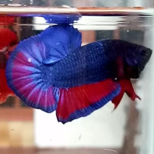 Jual CUPANG MALE KOI FANCY SOLID AVATAR EMERALD NEMO GRADE 35K (CONTOH ...