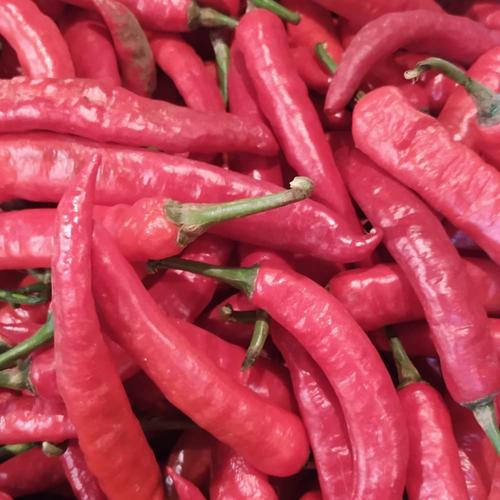 Jual CABE MERAH TANJUNG / CABAI MERAH SEGAR 500gr SEHAT 100% HALAL ...