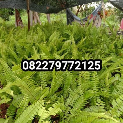 Jual pohon pakis kelabang, tanaman pakis - Kab. Bogor - PEMBIBIT ...