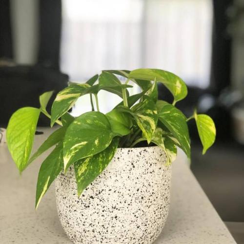 Jual Tanaman Sri Gading Hijau Tanaman Sirih Gading Hijau Variegata ...