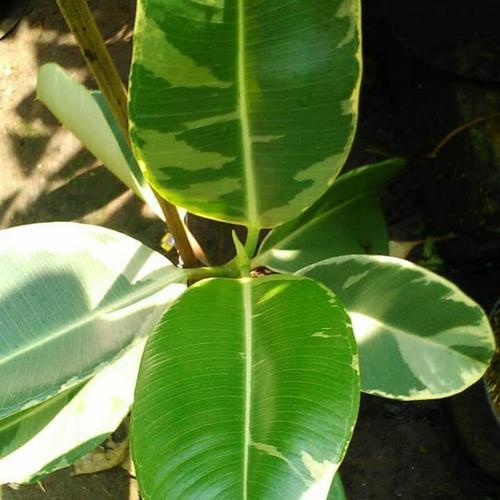 Jual Tanaman Hias Karet Kebo Varigata - Pohon Karet Kebo Putih - Kota ...