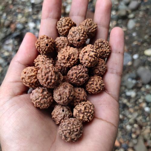 Jual biji jenitri 1kg sudah lubang rudraksha original - Kab. Kebumen ...
