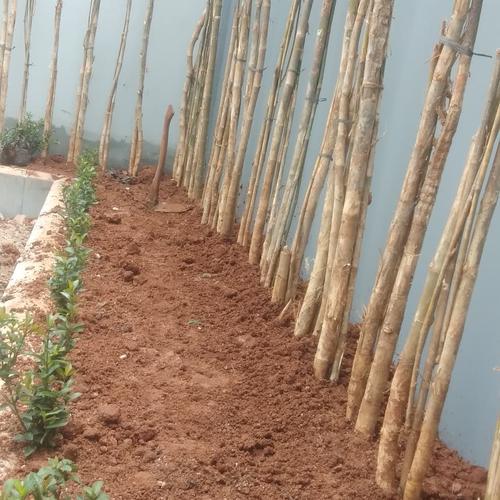 Jual Tanaman Hias Bambu Jepang - Bibit Pohon Bambu Jepang Tanaman Pager ...