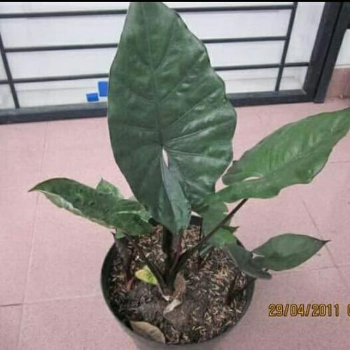 Jual tanaman hias sente hitam//sente wulung/tels hitam - Kota Depok ...