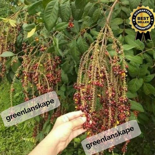 Jual TANAMAN KATILAYU atau KILALAYU Lepisanthes fruticosa unik LANGKA ...