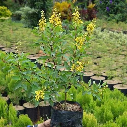 Jual Pohon Hujan Mas - Bibit Tanaman Bunga Hujan emas - golden shower ...