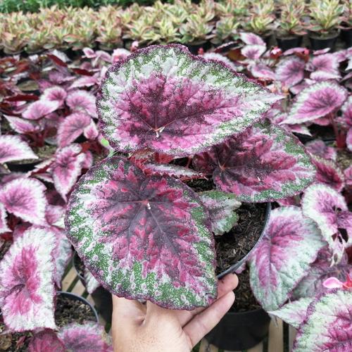 Jual Bunga Begonia rex caracas/Toko Tanaman Hias Murah Bandung. - Kab ...