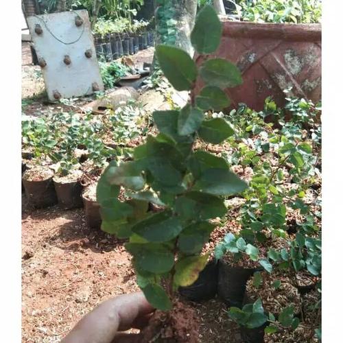 Jual Tanaman hias dolar rambat kecil - Tanaman Rambat Dolar Daun Kecil ...