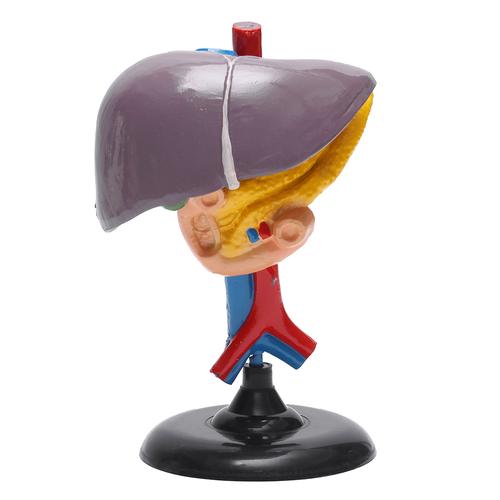 Jual Magnified Human Liver Model Anatomical Hepatic Model Duodenum w ...