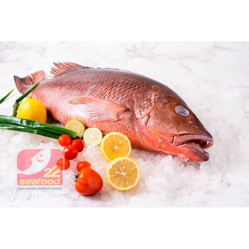 Jual Ikan Kakap / Kakap Jenaha Utuh / Ikan John Snapper / Seafood 22 ...