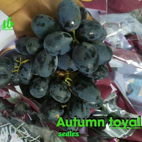 Jual BUAH ANGGUR BLACK AUTUMN SEDLES 1KG - Jakarta Barat - Saudagar ...