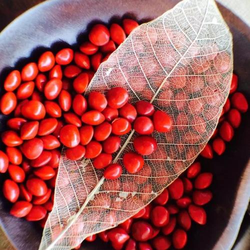 Jual Biji saga merah - Kab. Bogor - Habibans Plants | Tokopedia