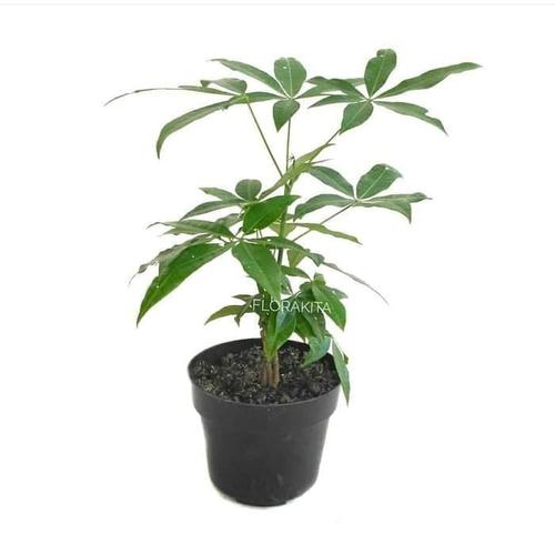 Jual Tanaman hias pachira money tree - pacira - tanaman hoki - Kab ...