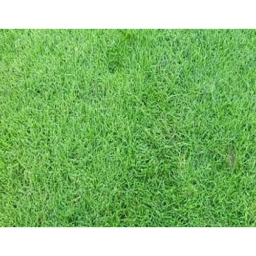 Jual BIJI RUMPUT BERMUDA | GRASS SEED | BENIH RUMPUT STADION dan - Kab ...