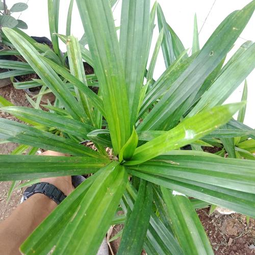 Jual Bibit Pohon Pandan Wangi/Tanaman Daun Pandan Wangi/Murah ...