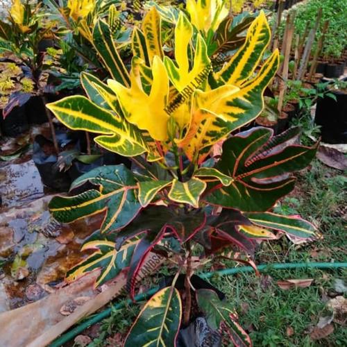 Jual Tanaman Hias Puring Jet - Pohon Puring Zet - Puring Z - Kab. Bogor ...