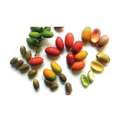 Jual Biji Melinjo 100 Gram - Jakarta Utara - Dunia Sayur Online | Tokopedia