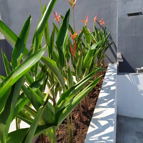 Jual Tanaman pisang heliconia/pisang pisangan/pohon pisang hias - Kota ...