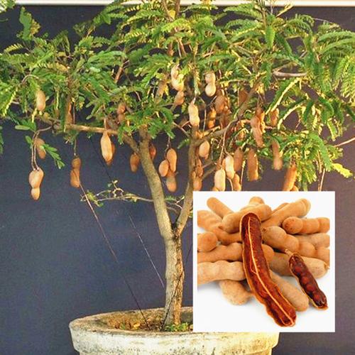 Jual (Moka) Egrow 10Pcs/Pack Tamarind Tree Seeds Fruit Vegetable Tree ...