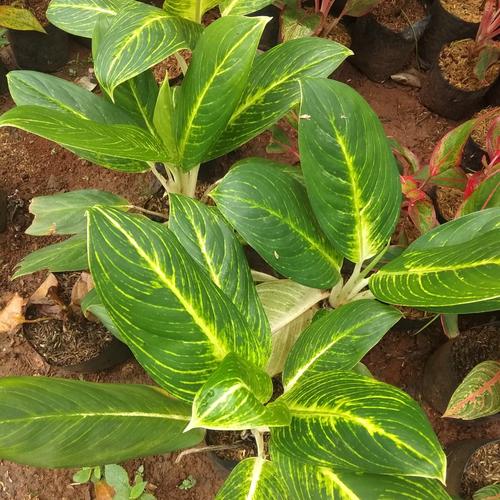 Jual tanaman blanceng golden / pohon Sri rejeki golden - Kab. Bogor ...