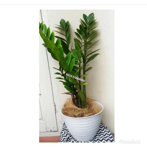 Jual Tanaman Hias Zamioculcas Zamiifolia Aka Dolar Fland - Kota Bekasi ...