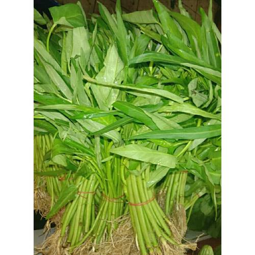 Jual kangkung 1 ikat - Jakarta Pusat - Paksayur10 | Tokopedia
