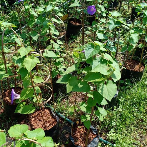 Jual Tanaman Rambat Morning Glory - Jakarta Barat - Little Bali ...