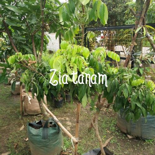 Jual pohon buah lengkeng berbunga dan berbuah tinggi 2 - Kab. Bogor ...