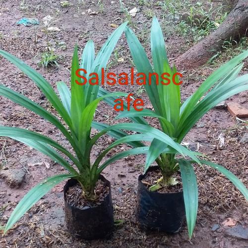 Jual Pohon Pandan Wangi-Tanaman Pandan Wangi - Kab. Bogor ...