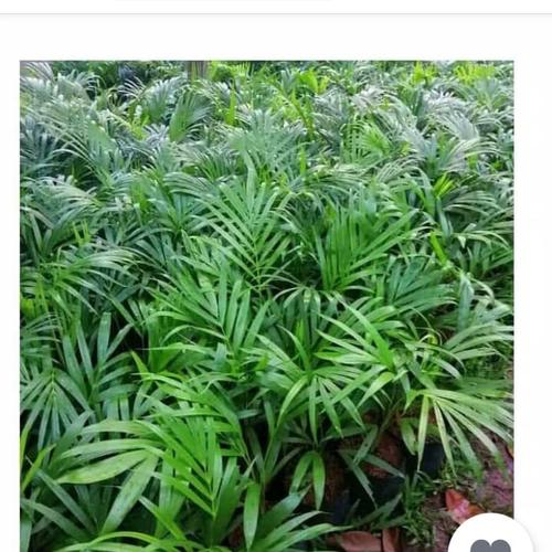 Jual tanaman hias palm kuning - Kab. Bogor - putra tanaman | Tokopedia