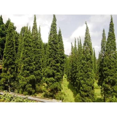 Jual Tanaman Cemara Papua - Kota Batu - Almira Florist | Tokopedia