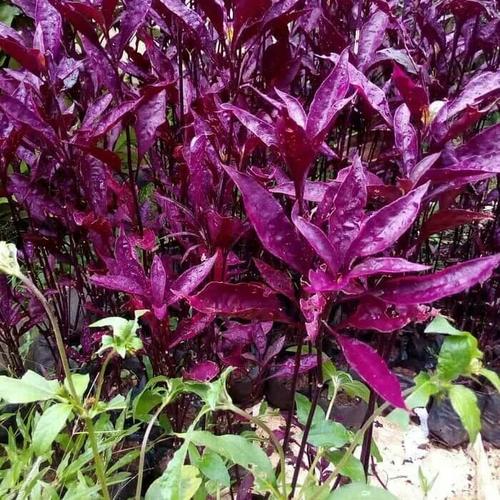 Jual tanaman hias bayam merah - bunga erpah -tanaman erfah - Kab. Bogor ...