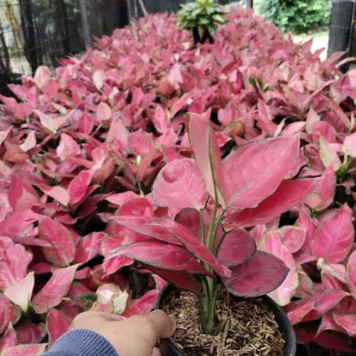 Jual aglonema red anja- Aglonema red anjamani - Aglonema - Kab. Bogor ...