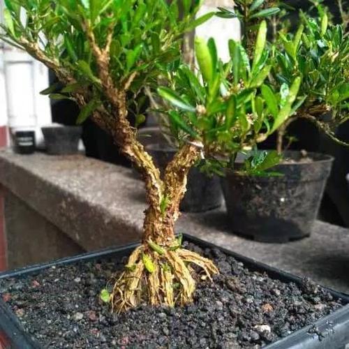 Jual Bahan Bonsai Boxus Boxwood Bibit Buxus Boksus Sempervirens - Kab ...