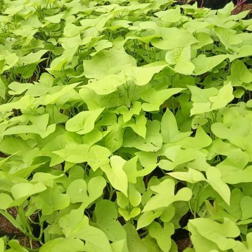 Jual Tanaman hias ubi kuning - Tanaman rambat ubi kuning - Pohon ubi ...