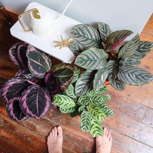 Jual Tanaman hias calathea - Paket Kalatea 3 jenis - Calathea - Kab ...