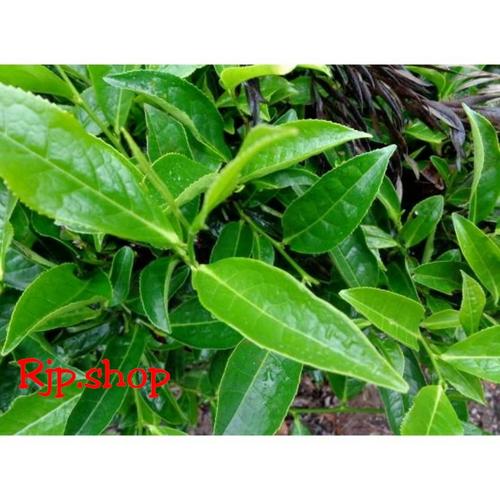 Jual Bibit Pohon Daun Teh Hijau - Tanaman Herbal asli TARAJU - biji ...