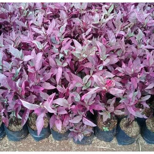 Jual tanaman hias erpah merah-pusat tanaman hias - Kab. Bogor - HALAMAN ...