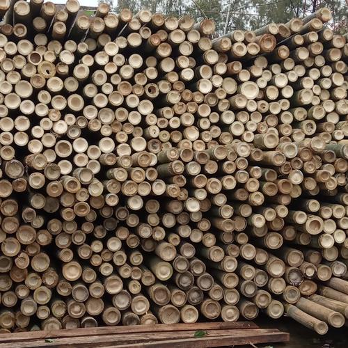 Jual Bambu steger 6 meter - Jakarta Utara - UD ANISA JAYA | Tokopedia