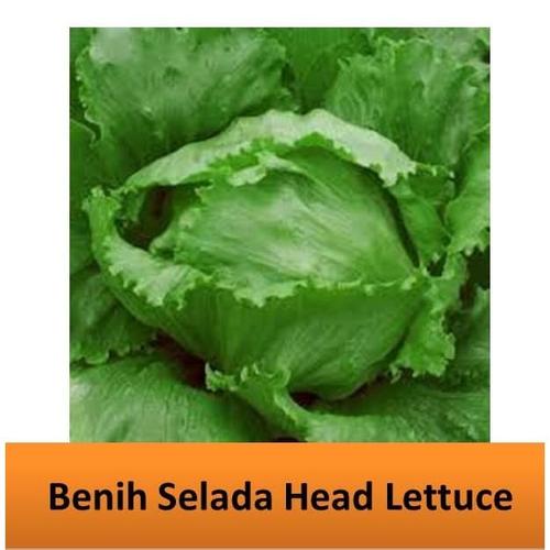 Jual Benih Selada Head Lettuce - Kota Serang - Hani Garden | Tokopedia