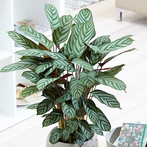 Promo Tanaman Hias Calathea - Calathea Compact Star - Meranti - Kalatea ...