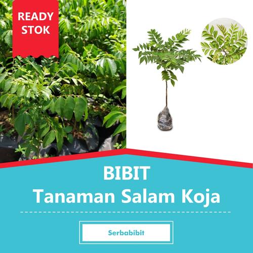 Jual Bibit Tanaman Salam Koja - Temuru - Daun Kari - Kab. Bogor ...